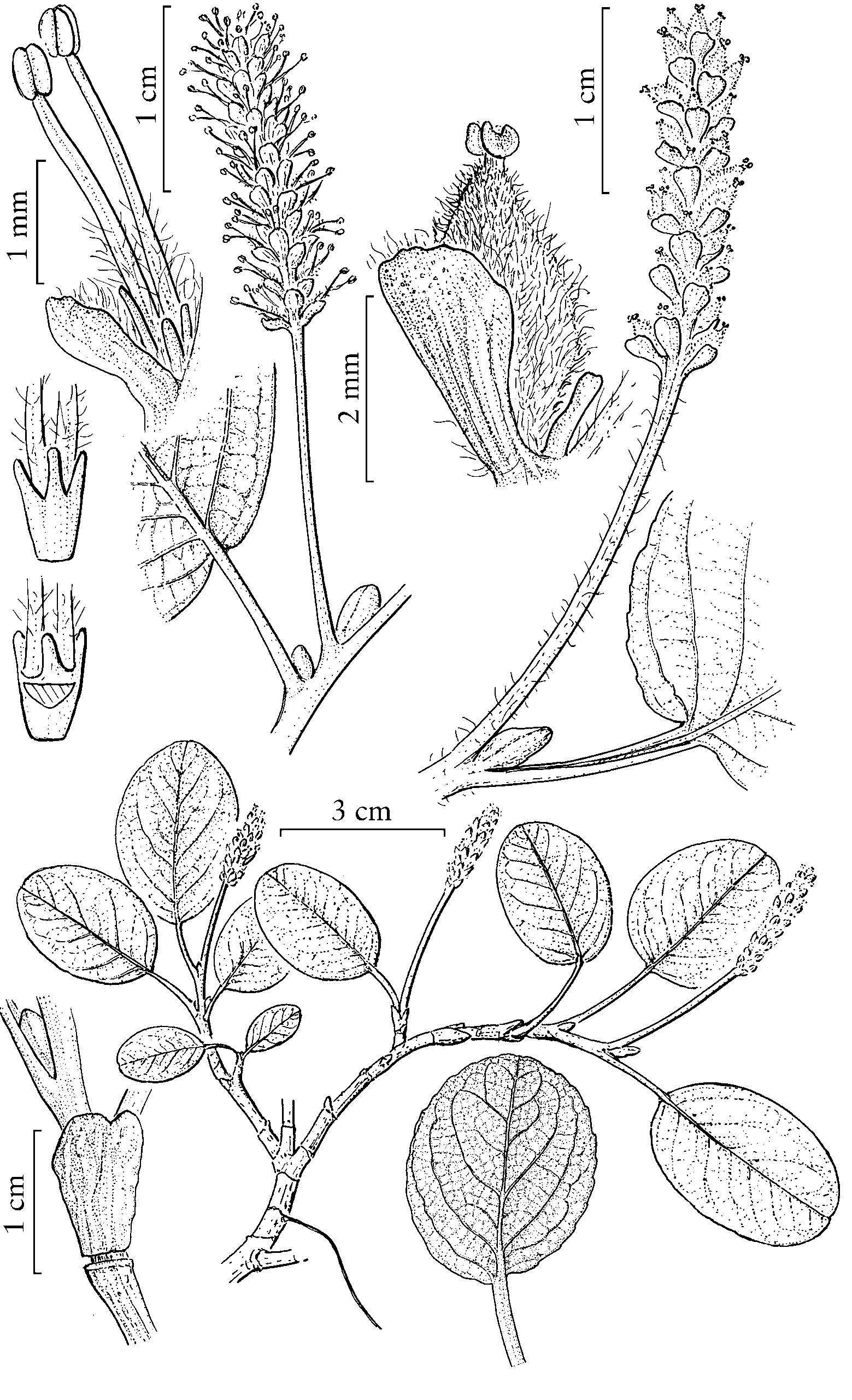 Alaska Native Plant of the Year 2025 – Alaska Native Plant Society